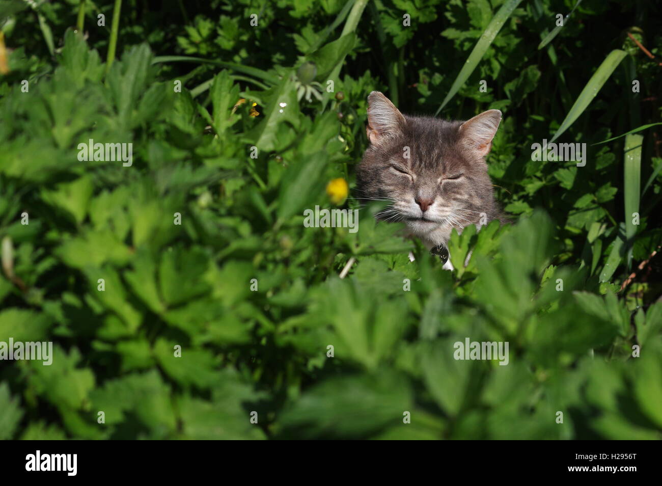 Tabby cat sitting in garden Stock Photo - Alamy