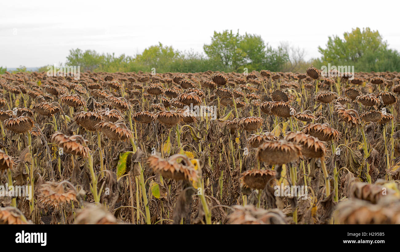 Dead sunflower field hi-res stock photography and images - Alamy