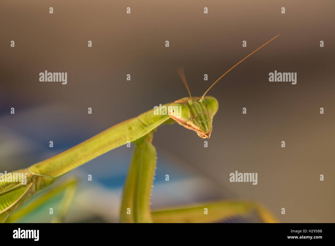 Mantis eyes hi-res stock photography and images - Alamy