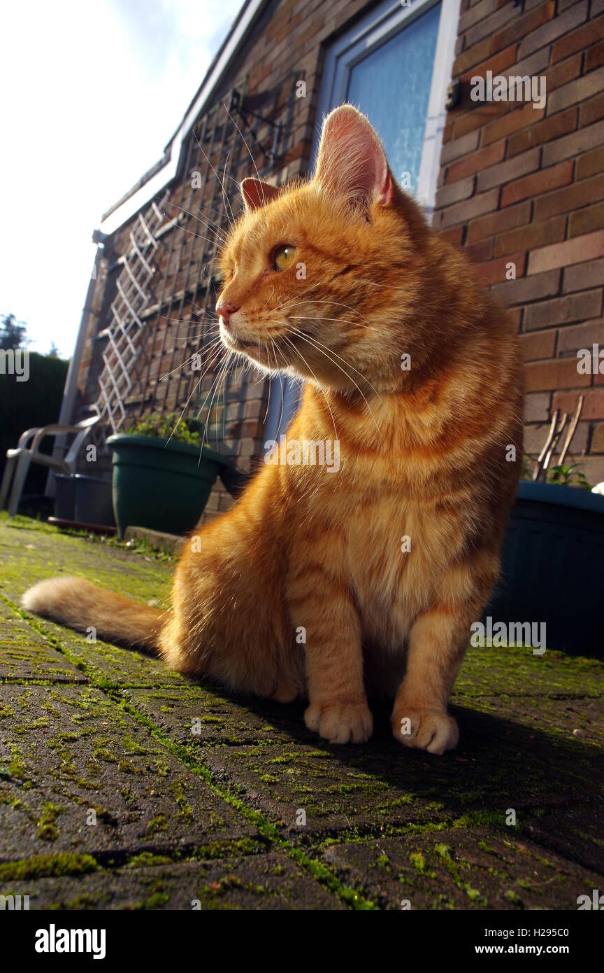 Ginger cat waiting outside Stock Photo - Alamy