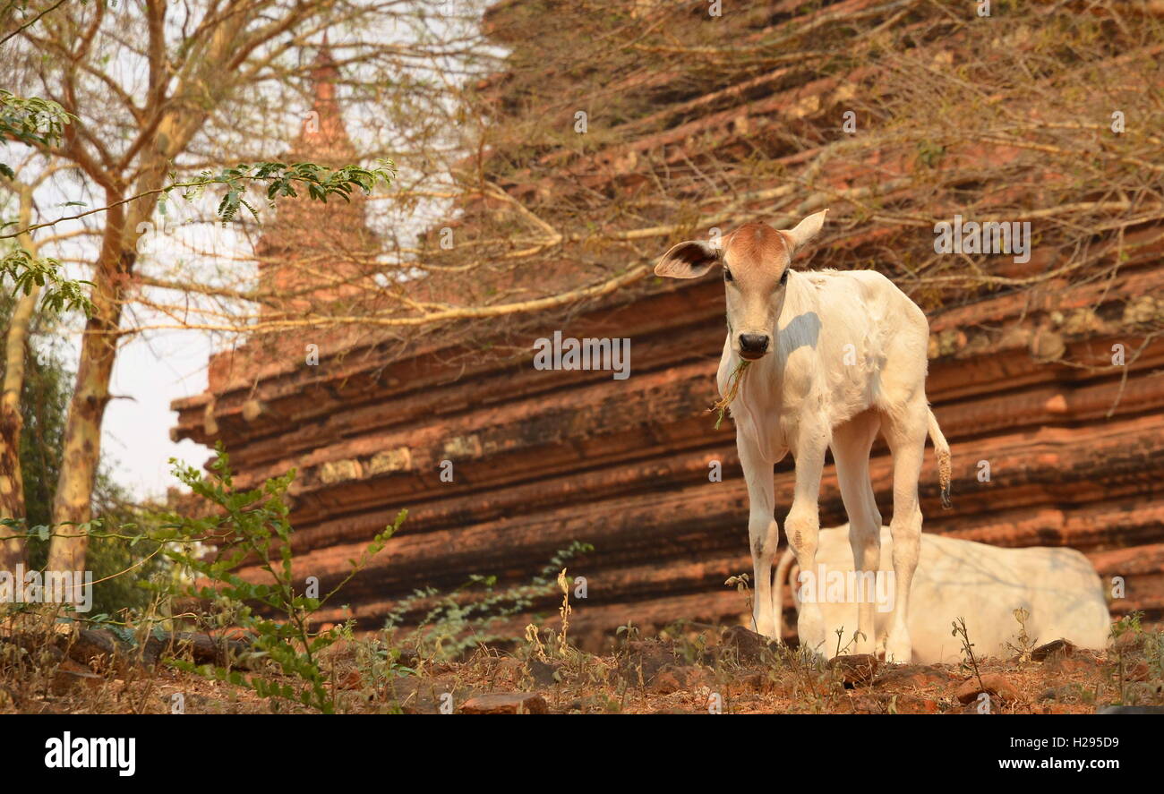 Burmese local couple hi-res stock photography and images - Alamy