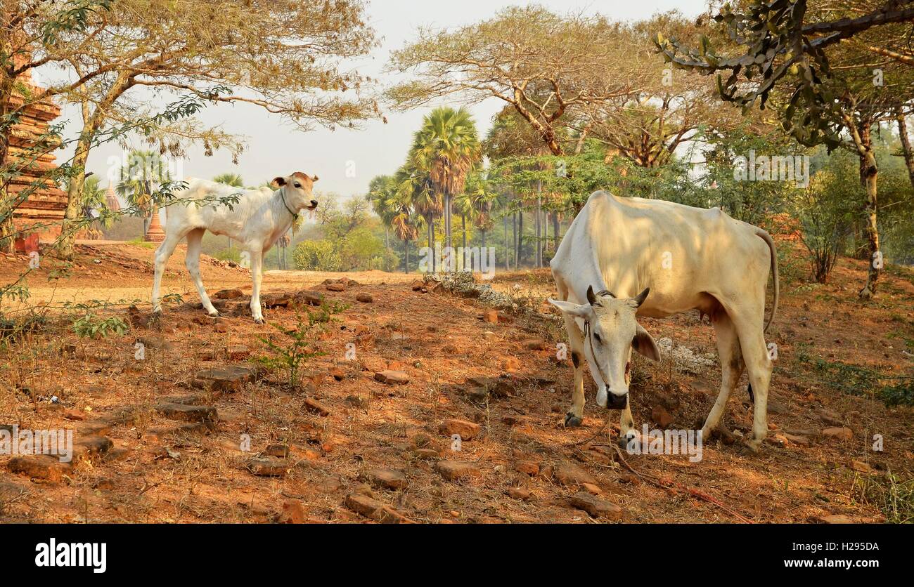 Burmese local couple hi-res stock photography and images - Alamy