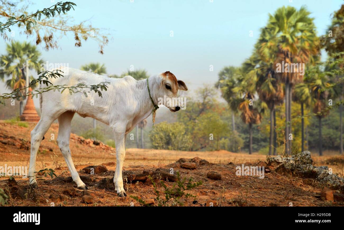 Burmese local couple hi-res stock photography and images - Alamy