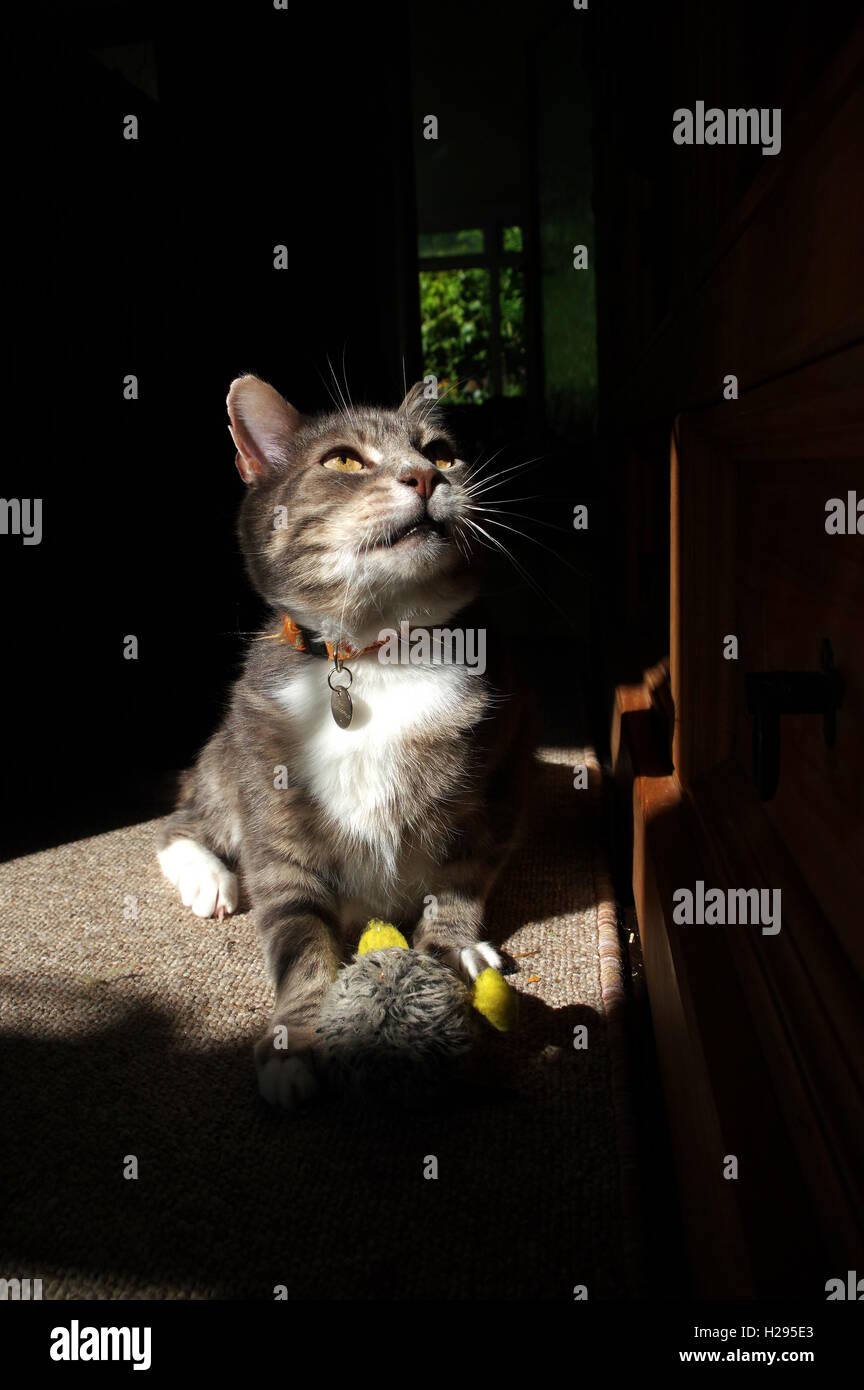Cat waiting mouse hi-res stock photography and images - Alamy