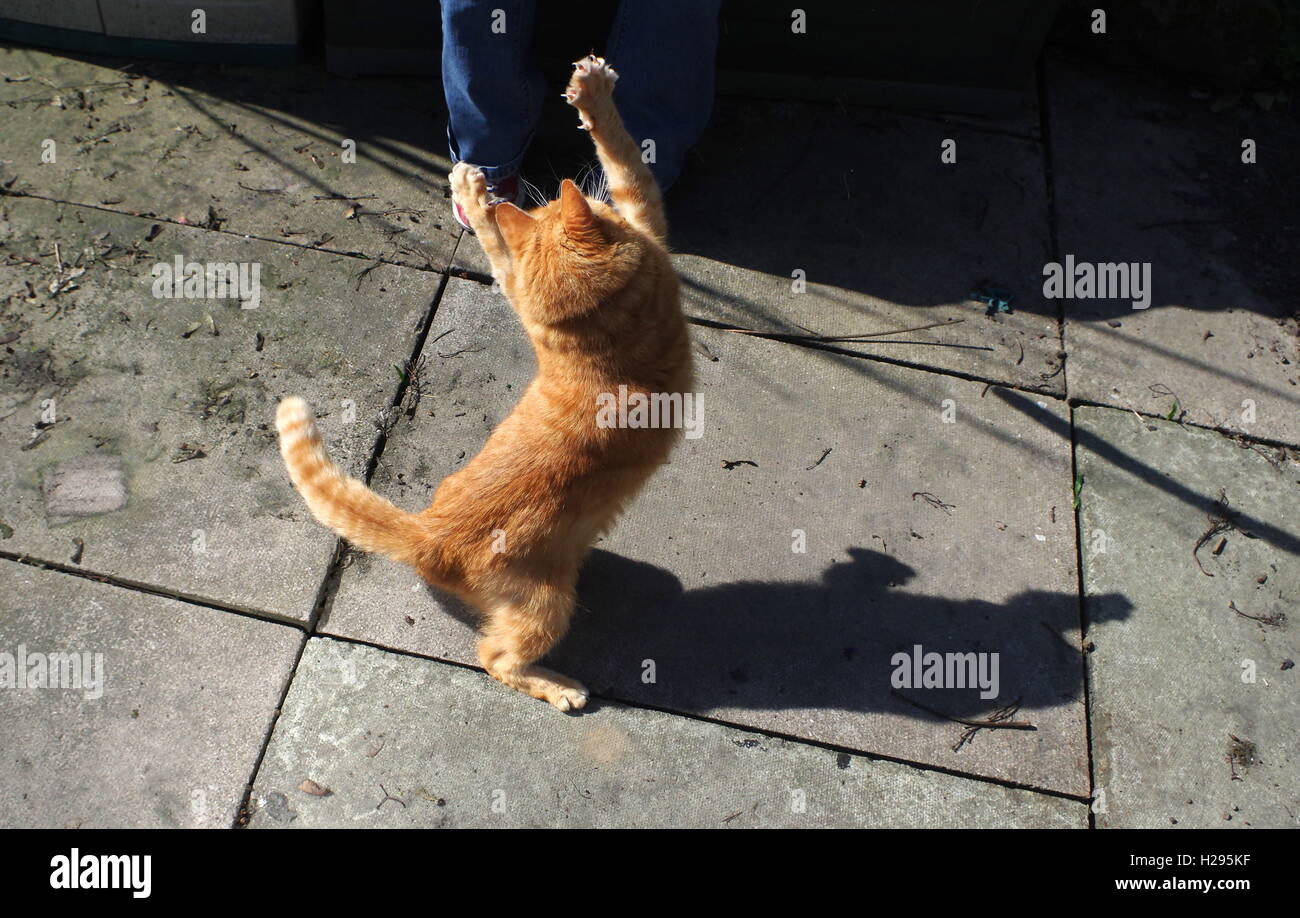 Dancing cat hi-res stock photography and images - Alamy