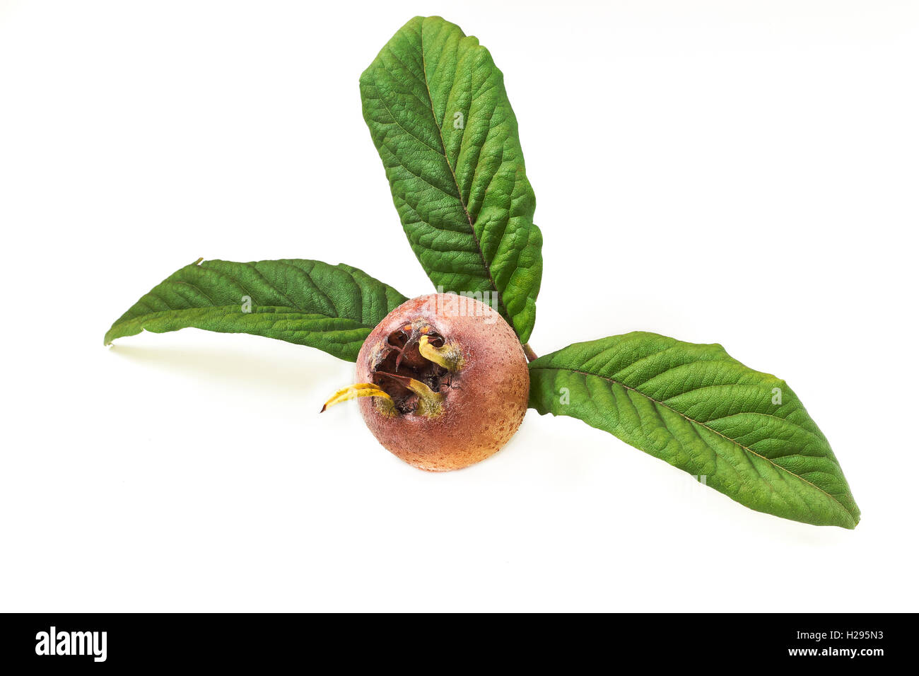 Common medlar (Mespilus) with leaves isolated on white background Stock ...