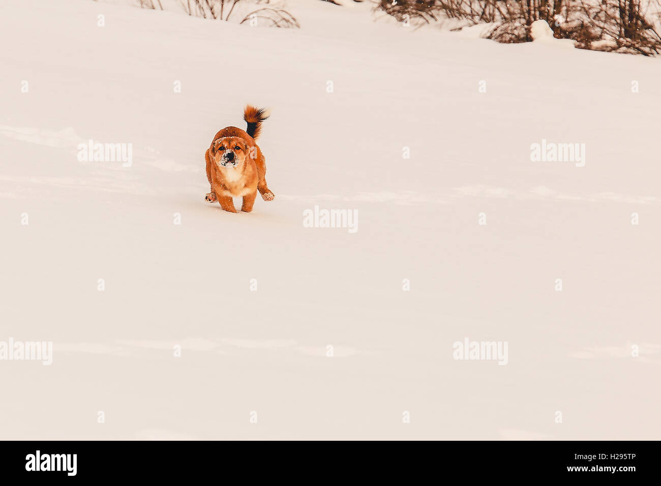 Little red dog is digging in the snow Stock Photo - Alamy