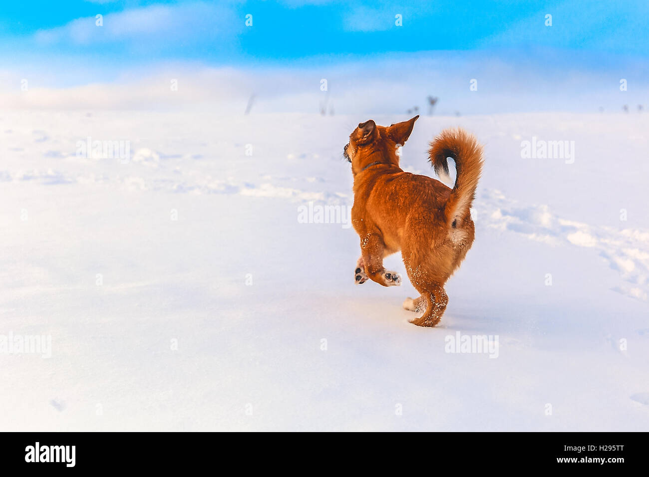 Little red dog is digging in the snow Stock Photo - Alamy