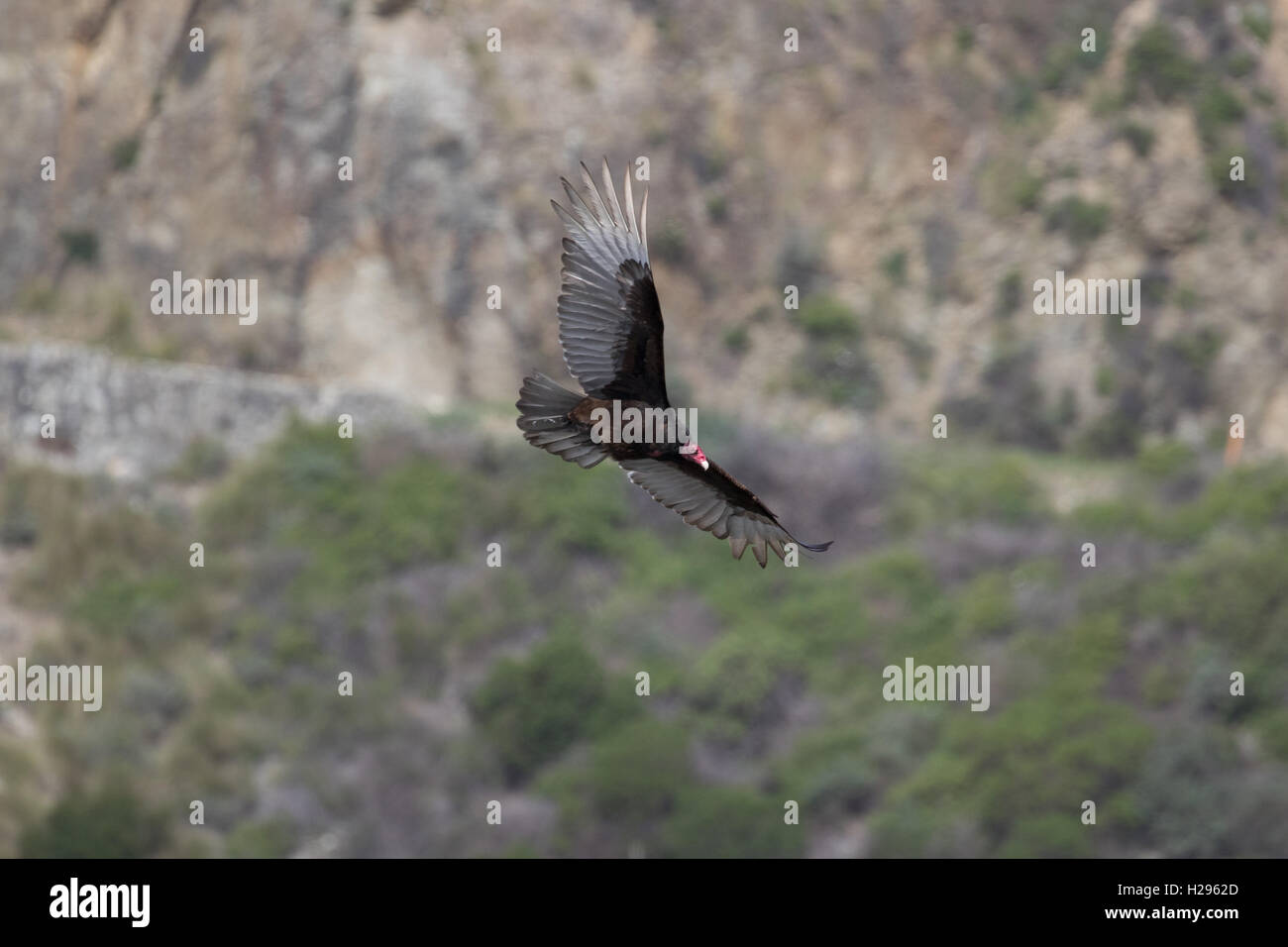 Big Sur, CaliforniaA turkey vulture soars above the cliffs of Big Sur ...