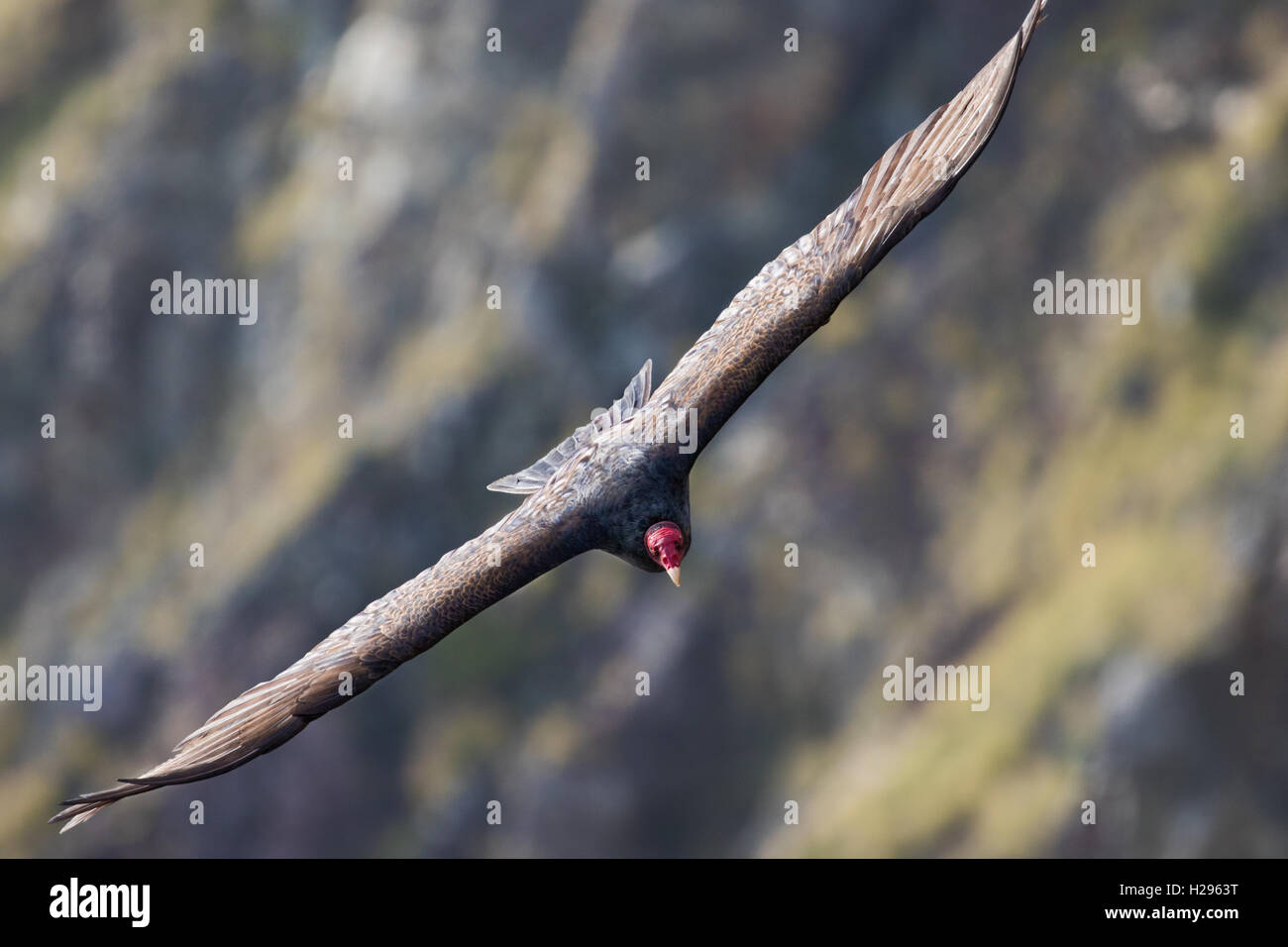 Big Sur, CaliforniaA turkey vulture soars above the cliffs of Big Sur ...