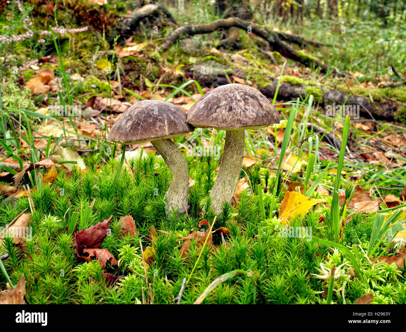 Two birch bolete wild mushrooms growing in green moss, colorful leaves ...