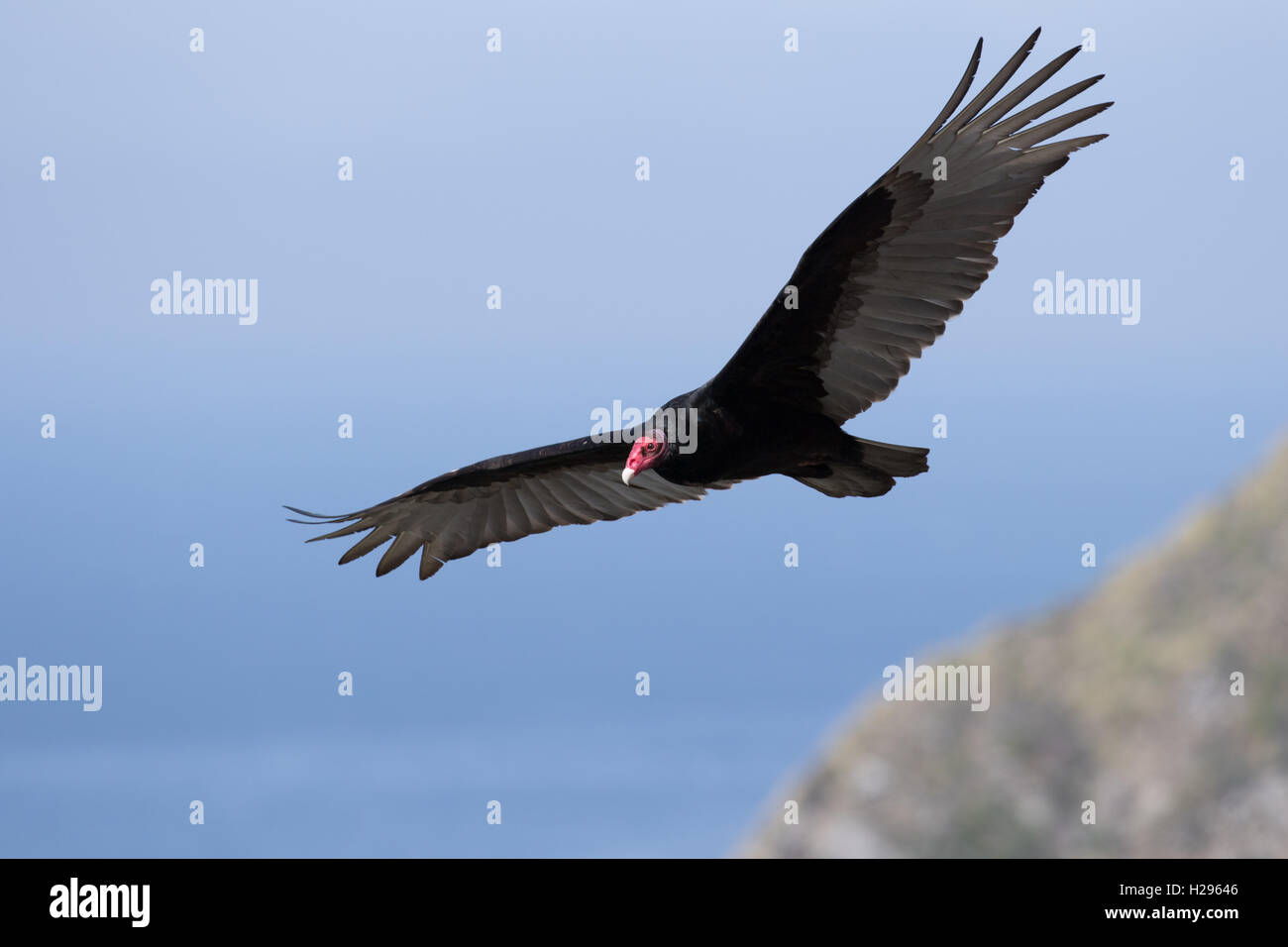 Big Sur, CaliforniaA turkey vulture soars above the cliffs of Big Sur ...