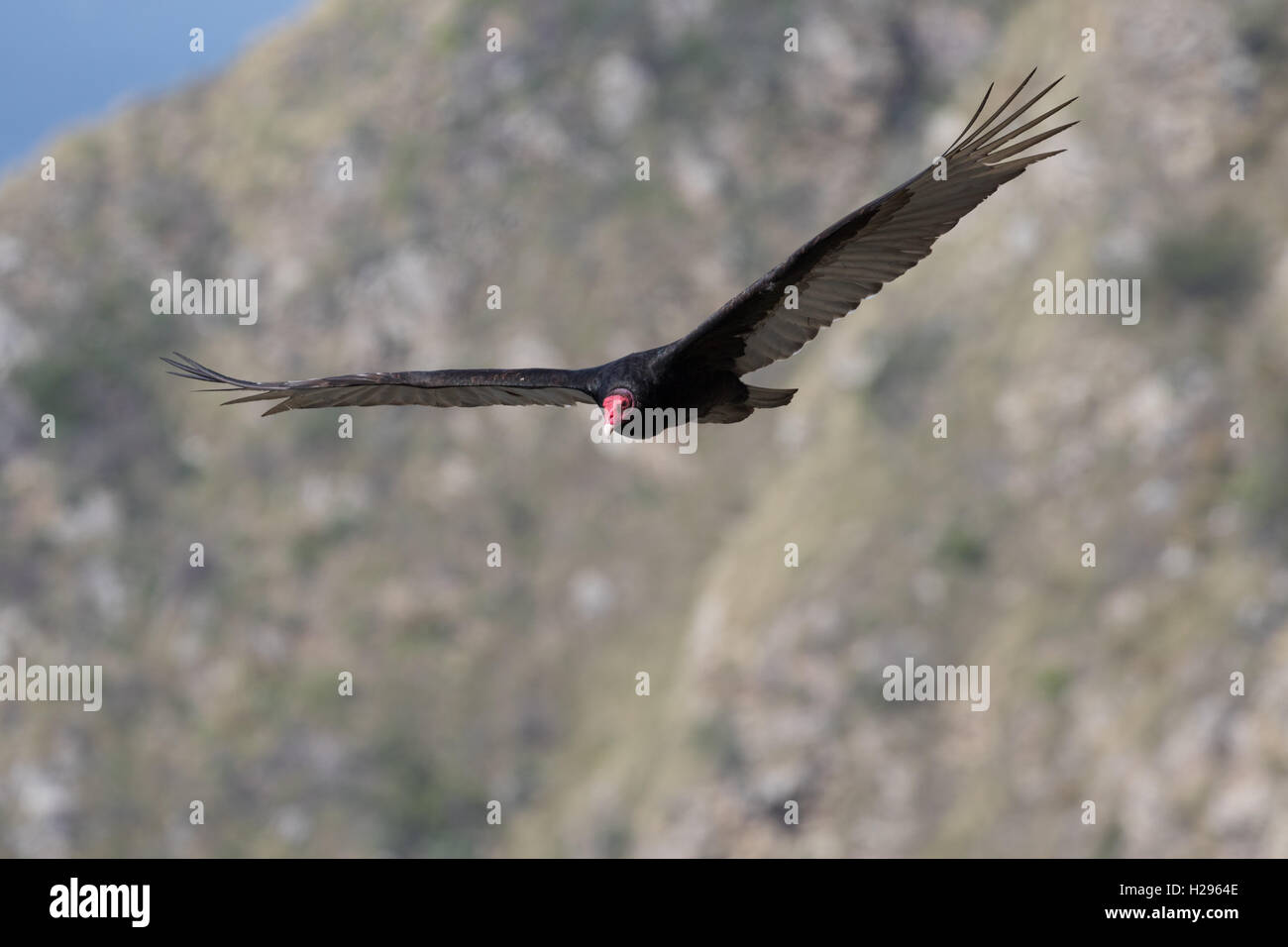 Big Sur, CaliforniaA turkey vulture soars above the cliffs of Big Sur ...