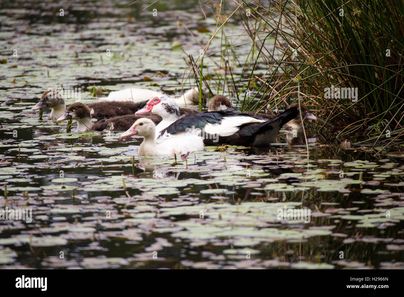 Multiple ducks swimming in a pond with lily pads around them Stock ...