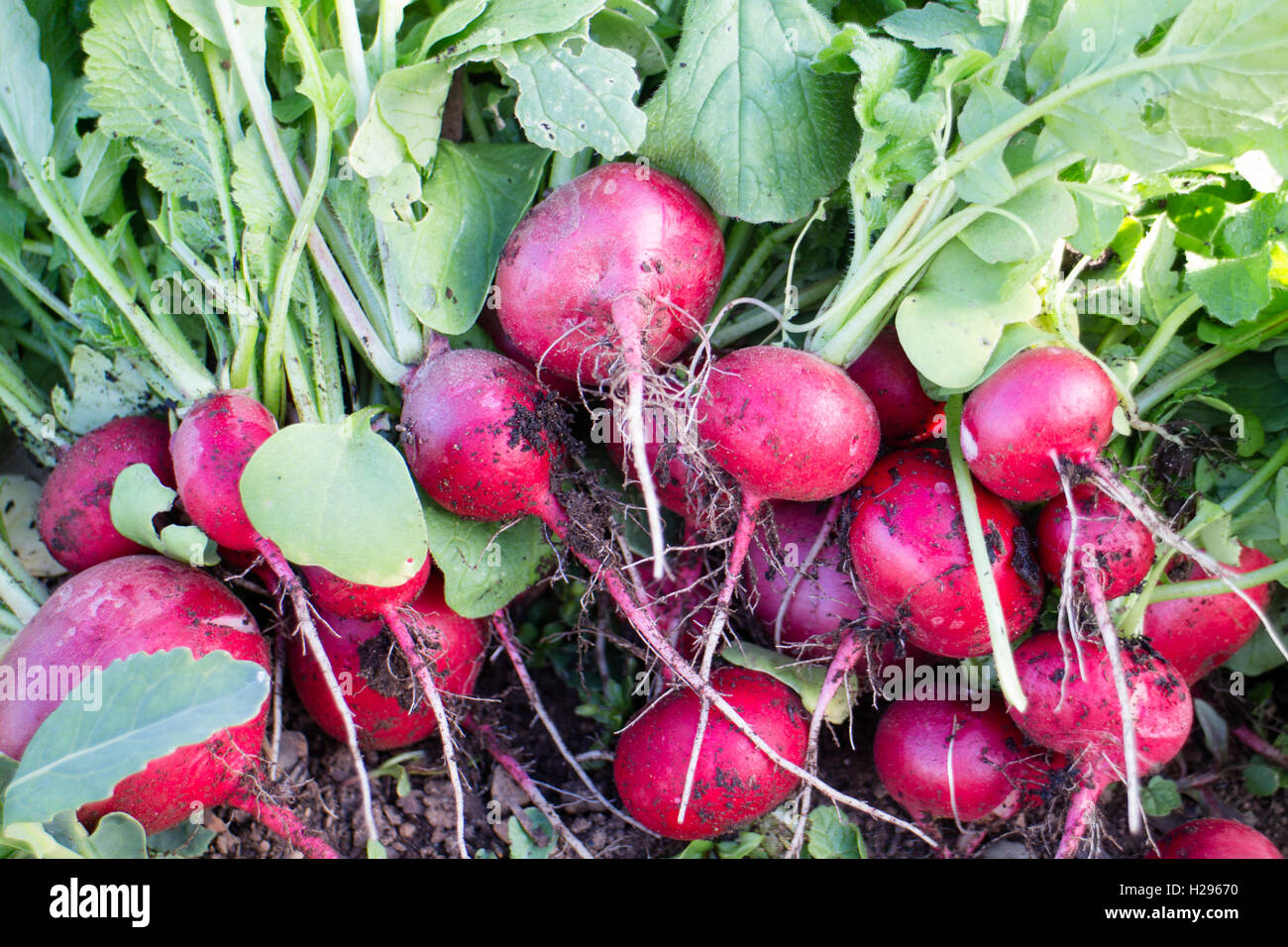 Farm red radishes pulled from the ground local produce Stock Photo - Alamy