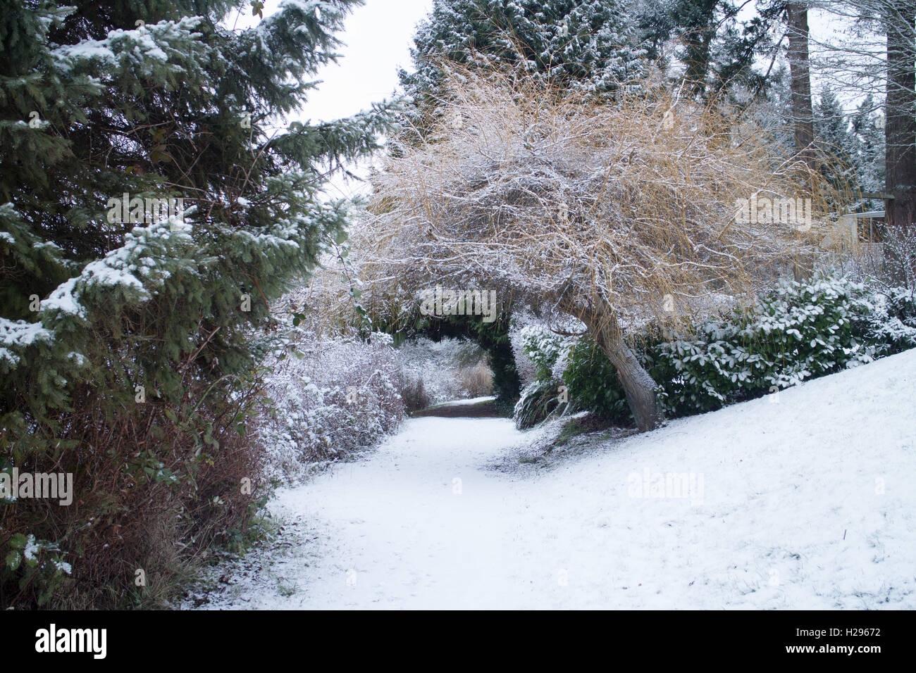 Winter willow tree hi-res stock photography and images - Alamy