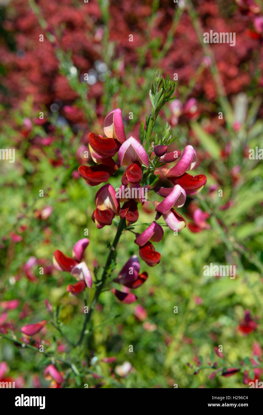 red broom Cytisus plant Stock Photo - Alamy