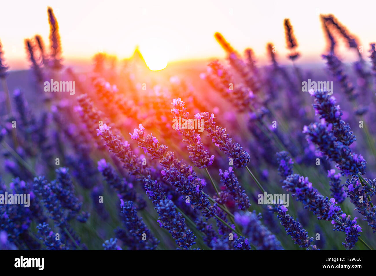 Sunset over a violet lavender field in Provence, France Stock Photo - Alamy