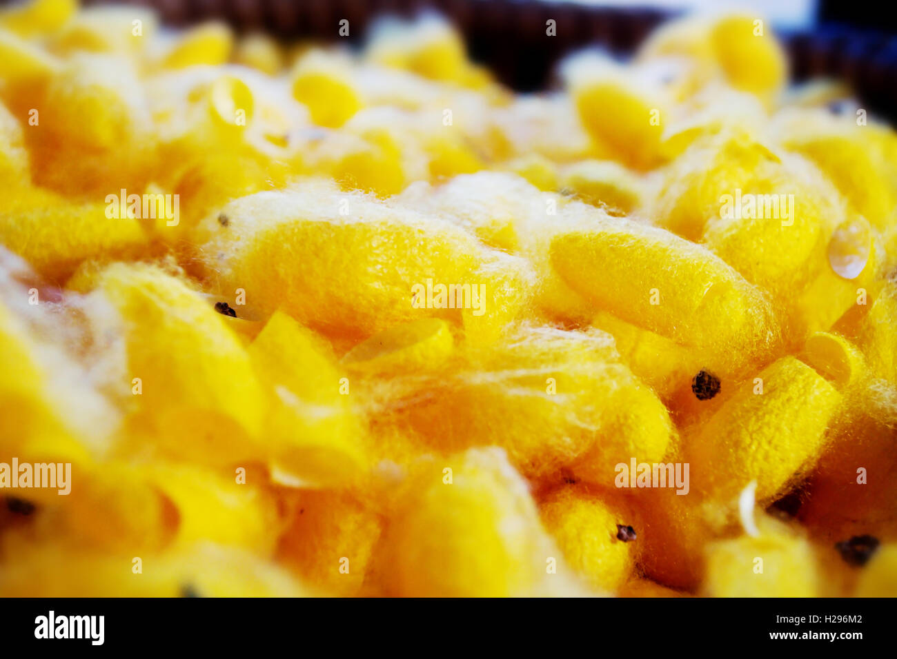 Cocoon Yellow High Resolution Stock Photography and Images - Alamy