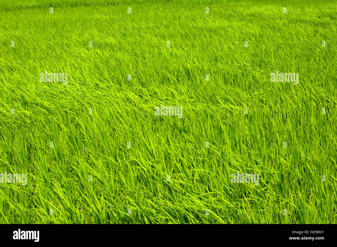 Rice farm in country Stock Photo - Alamy