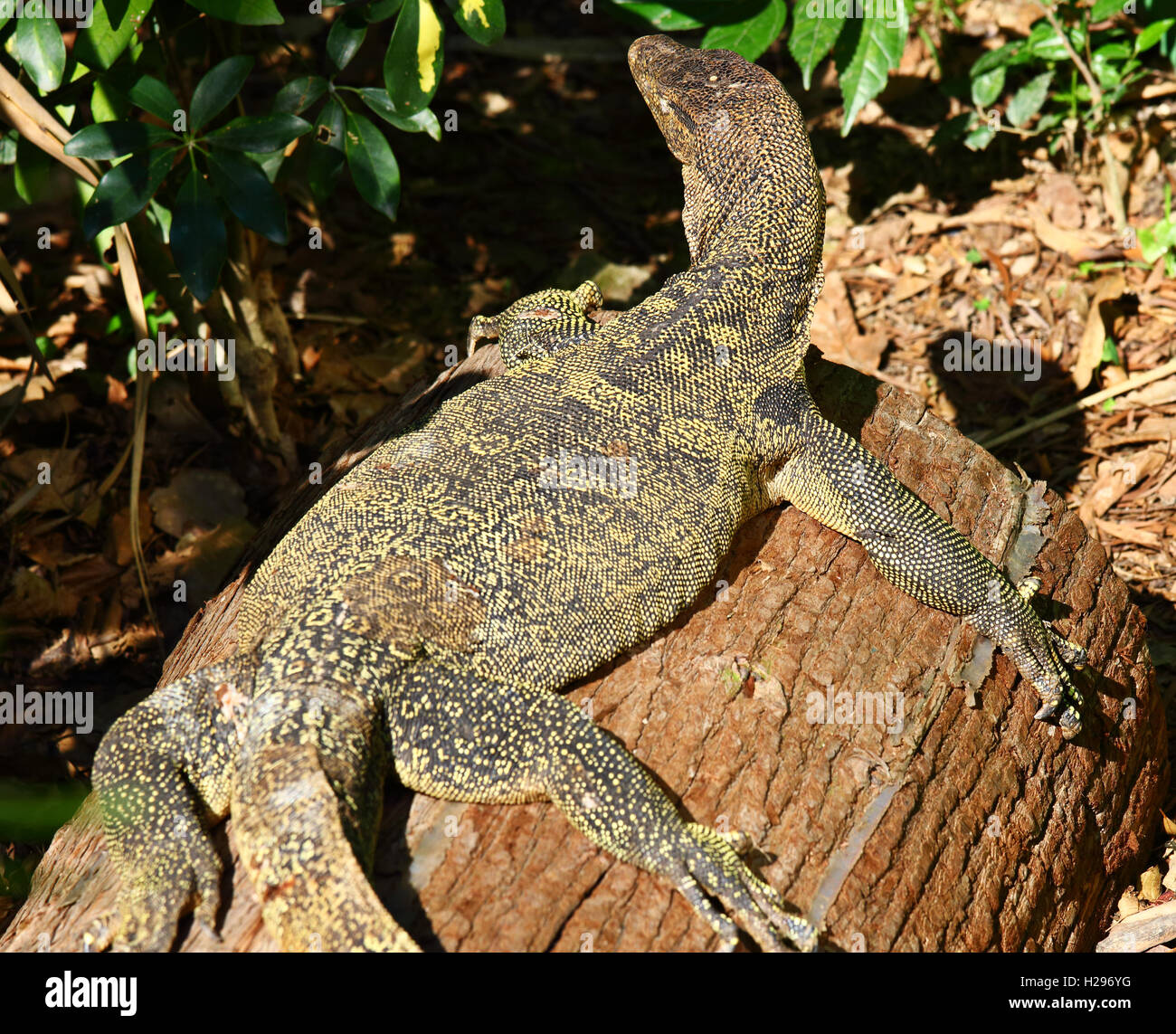Rock shield lizard hi-res stock photography and images - Alamy