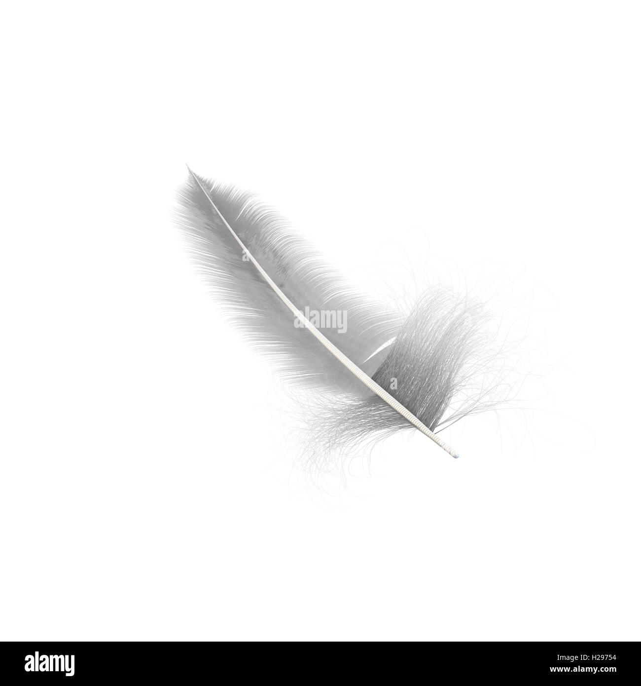 Fluffy white bird and feathers hi-res stock photography and images - Alamy