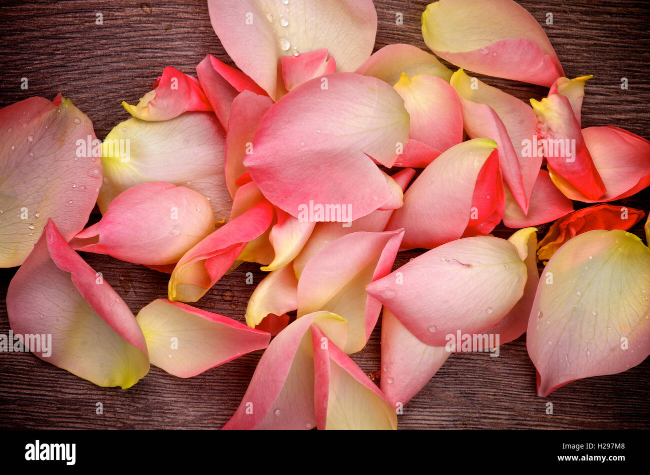 Pink Rose Petals Stock Photo - Alamy