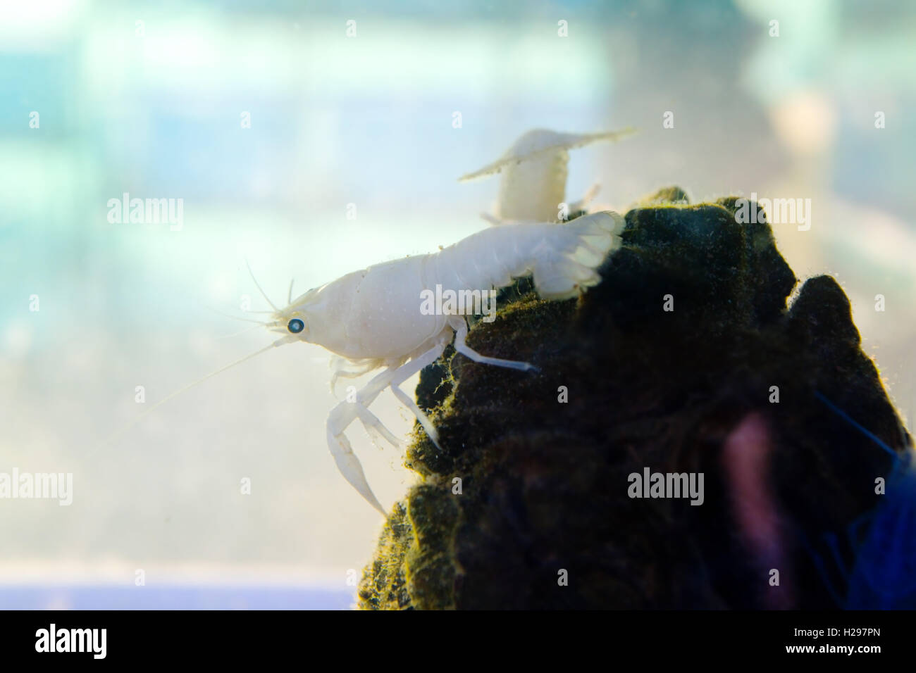 white crayfish in water Stock Photo - Alamy