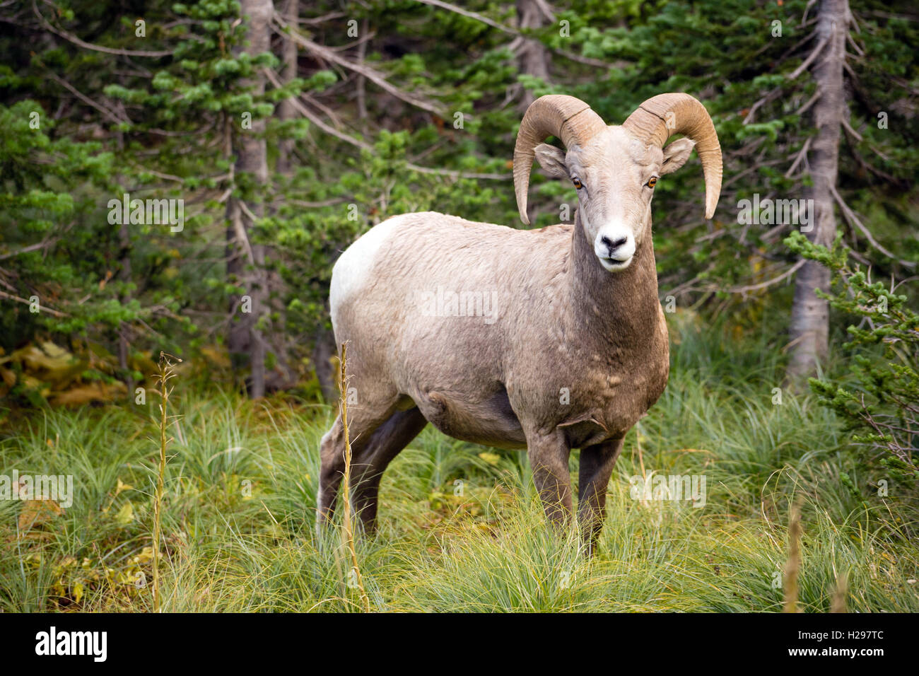 Healthy Male Ram Bighorn Sheep Wild Animal Montana Wildlife Stock Photo ...