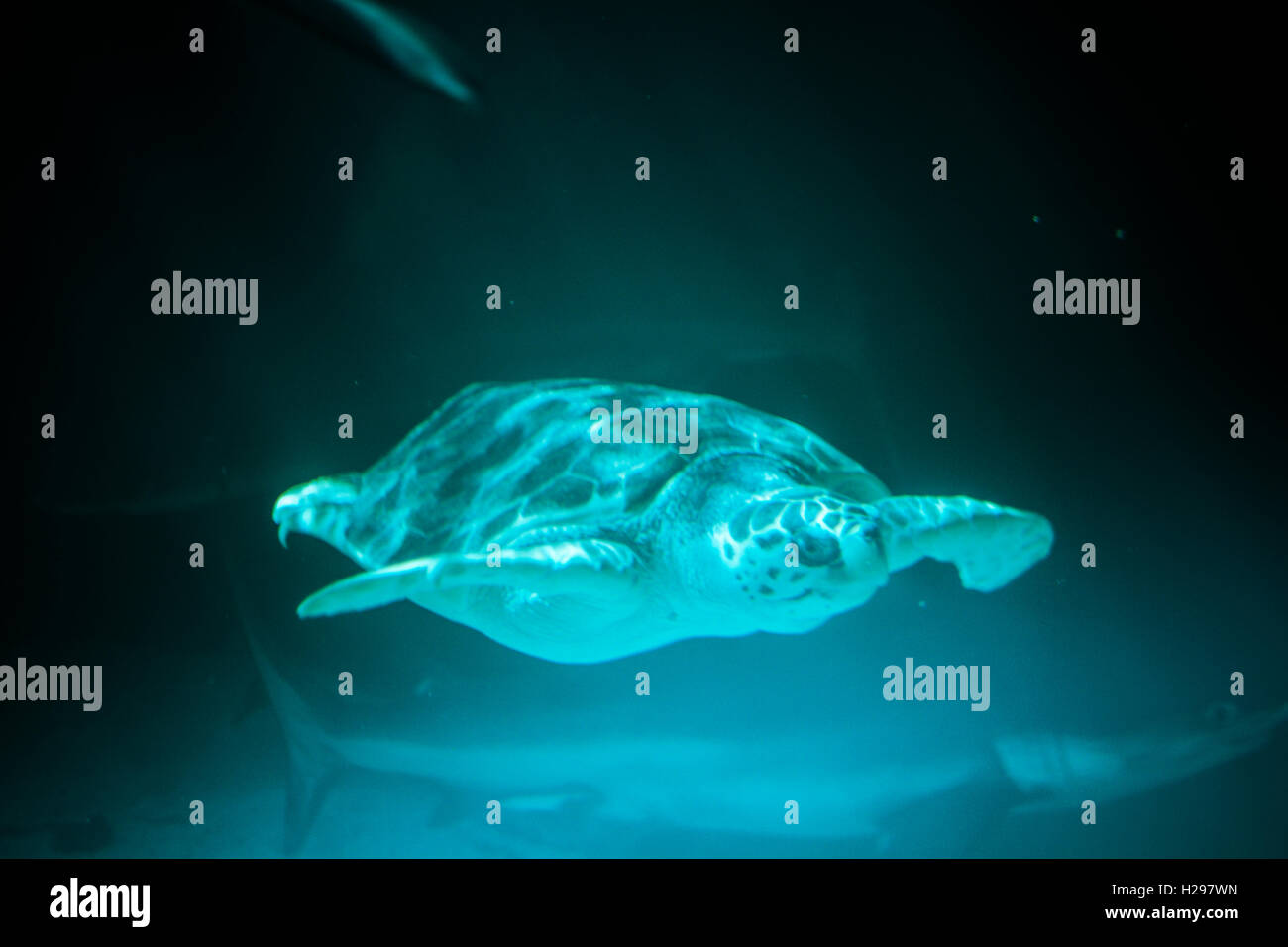 Green Sea Turtle swimming underwater Stock Photo - Alamy