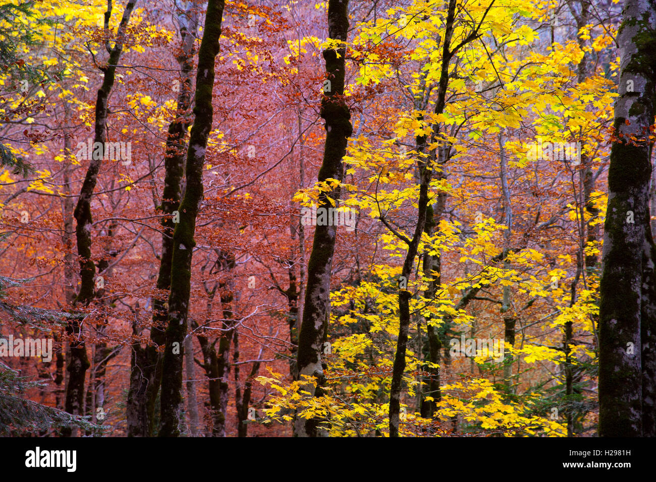 Autumn forest in Pyrenees Valle de Ordesa Huesca Spain Stock Photo - Alamy