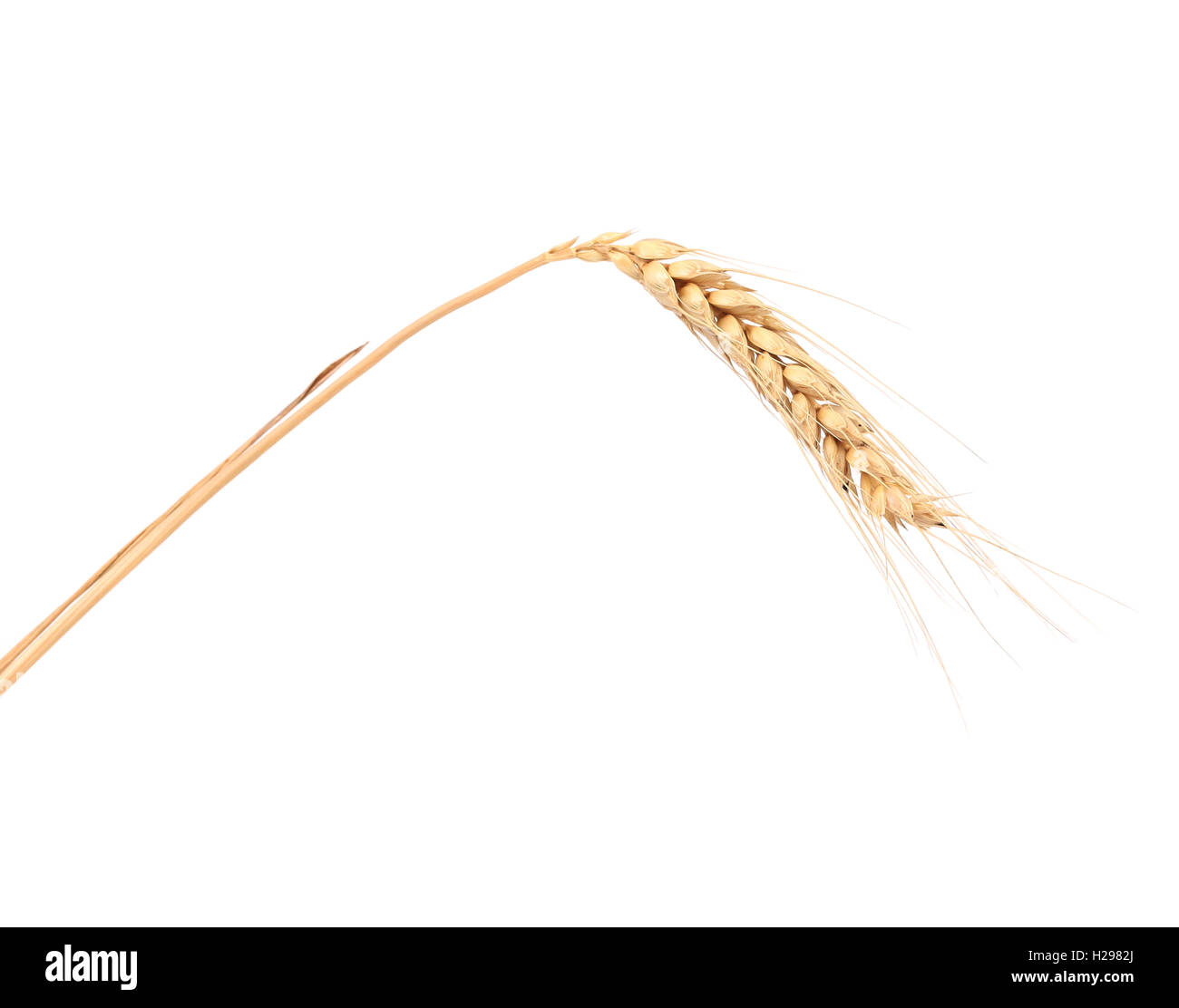 Ear of wheat Stock Photo - Alamy
