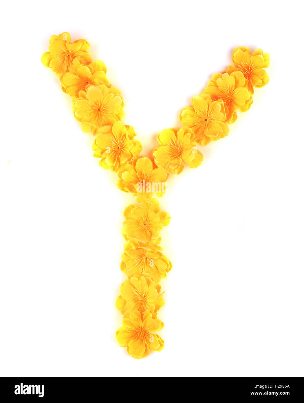Letter Y flower alphabet Stock Photo - Alamy