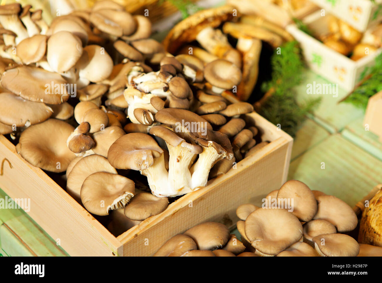 Abalone mushrooms hi-res stock photography and images - Alamy