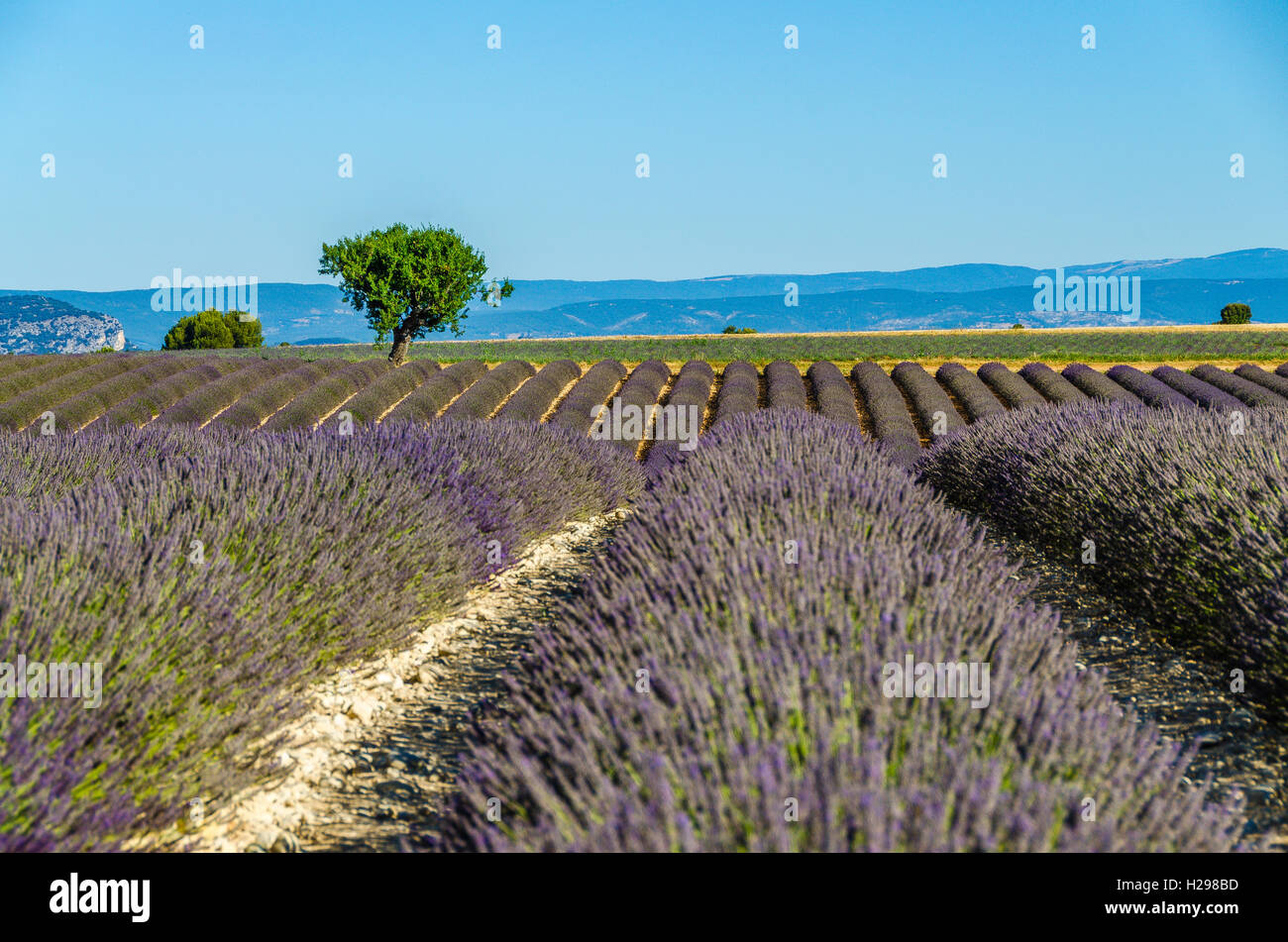France plateau de valensole village hi-res stock photography and images ...