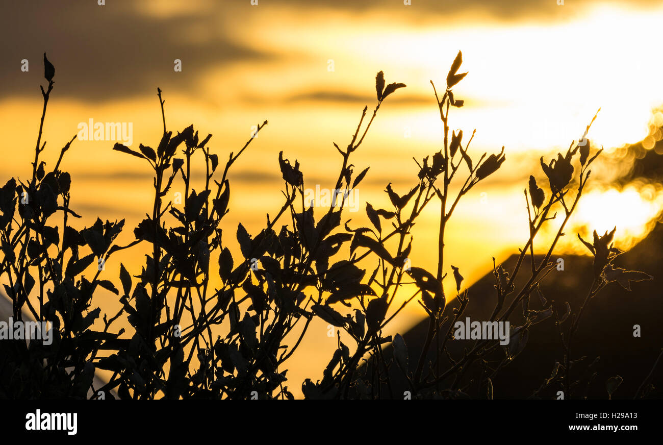 Trees tops hi-res stock photography and images - Alamy