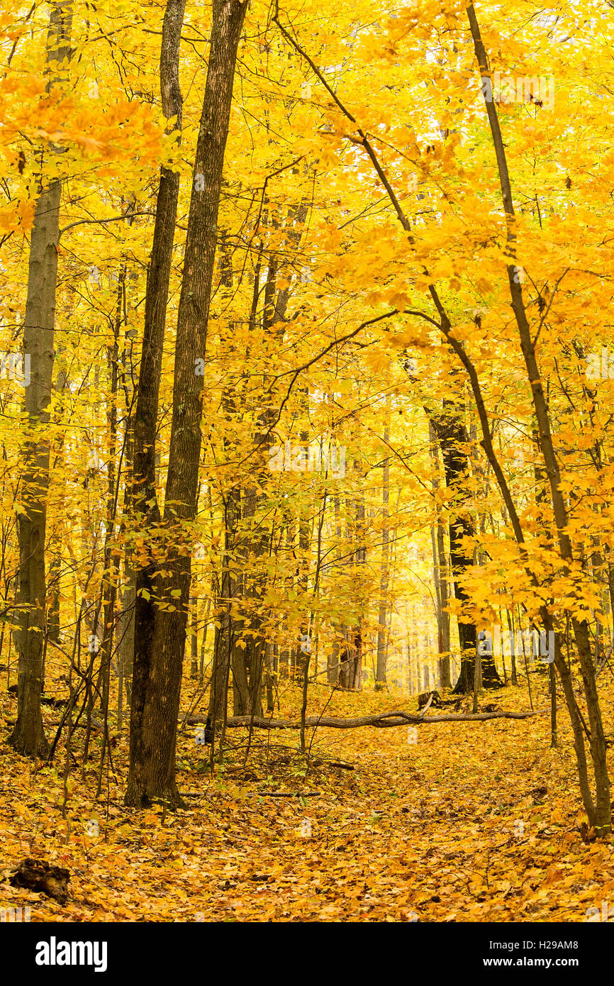 yellow path in the woods of Northern Michigan Stock Photo - Alamy