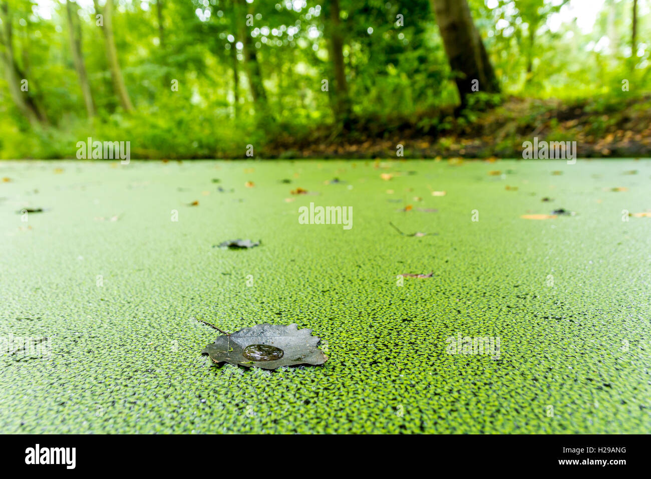Duckweed growing on a dutch canal Stock Photo - Alamy