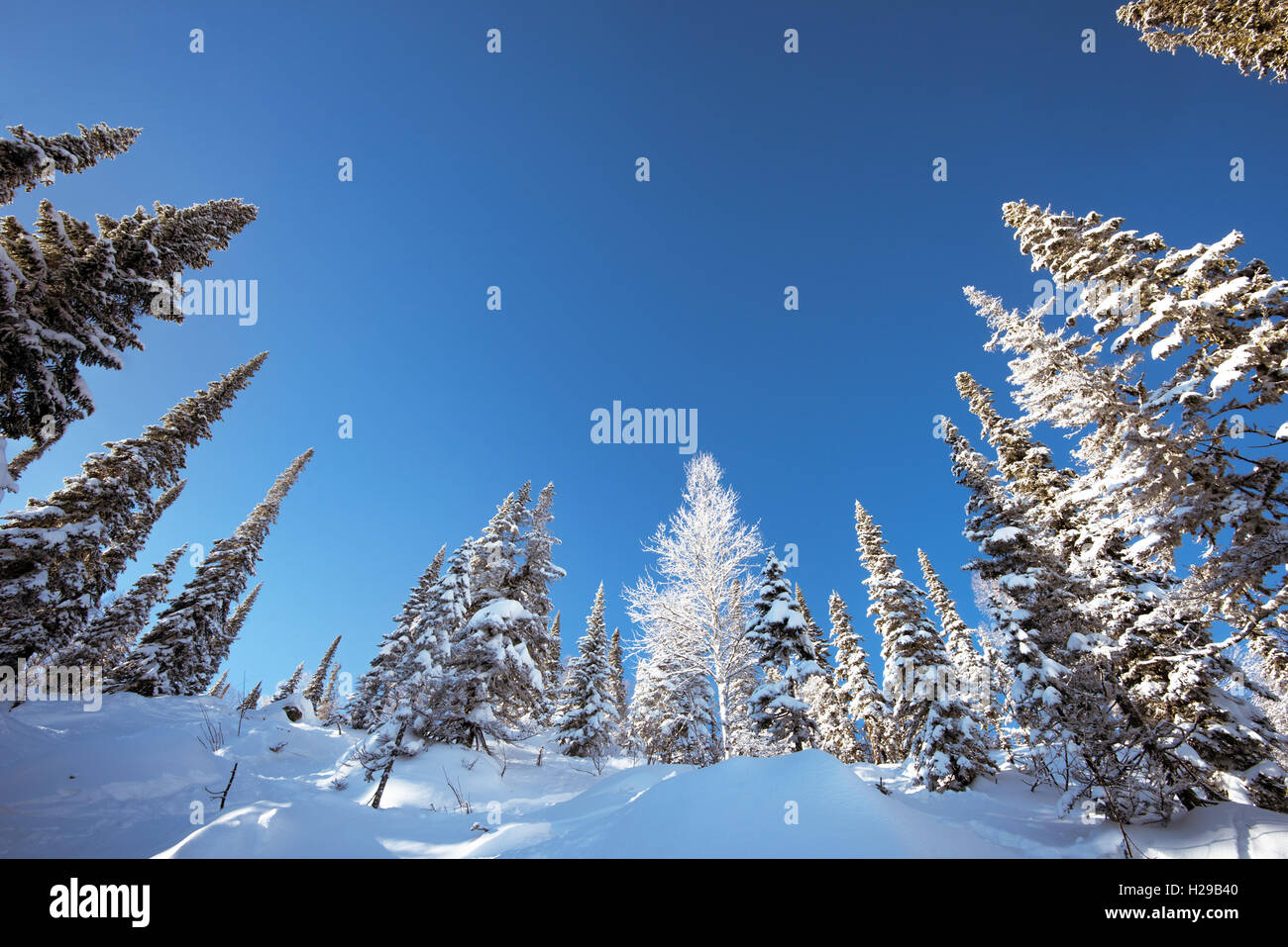 Snowfall background hi-res stock photography and images - Alamy