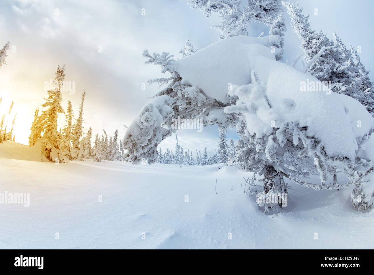 Sunset in snowy forest sunlight hi-res stock photography and images - Alamy