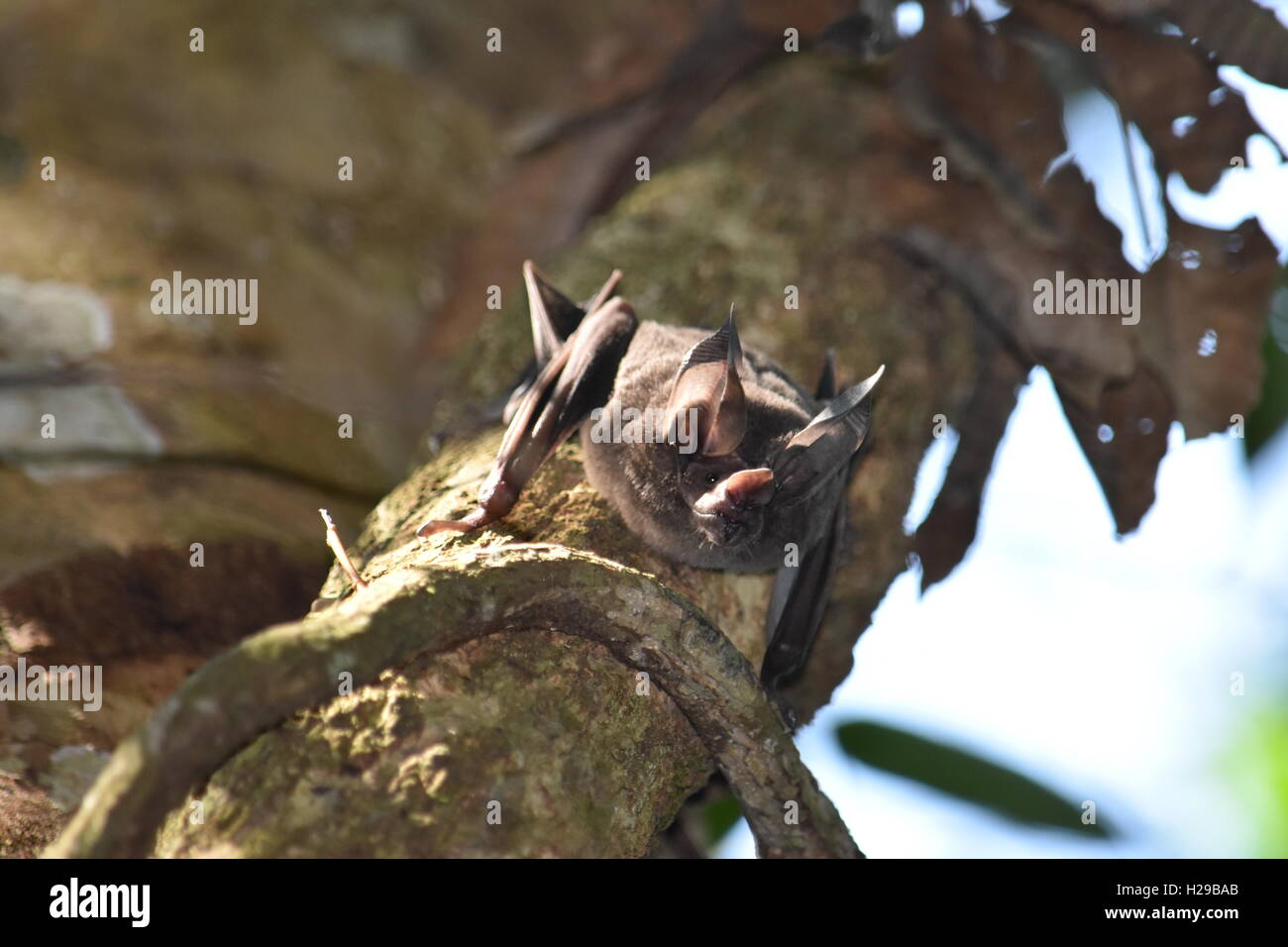 Bat, Fauna, Flora, Jungle, Rain Forest, Manu, Peru Stock Photo - Alamy