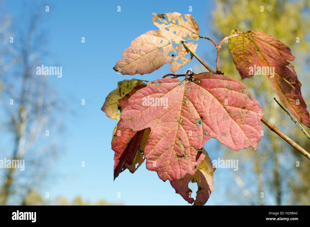 red autumn leaves of a mountain ash against the background of,red, fall ...