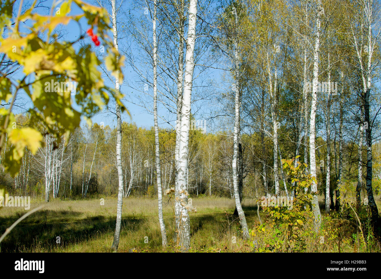 Fall birches hi-res stock photography and images - Alamy