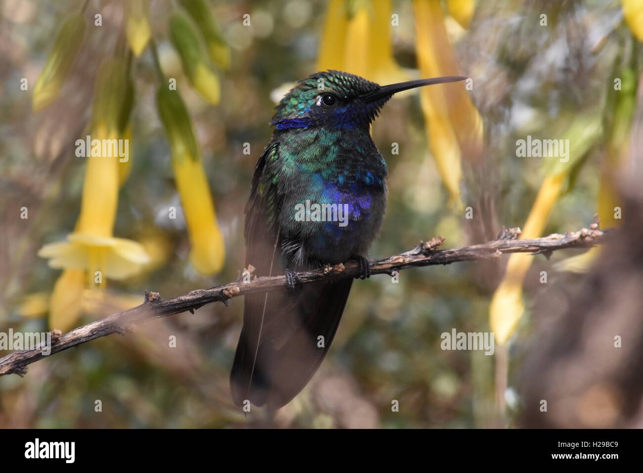 Colibri, Hummingbird, Fauna, Flora, Jungle, Rain Forest, Manu, Peru ...