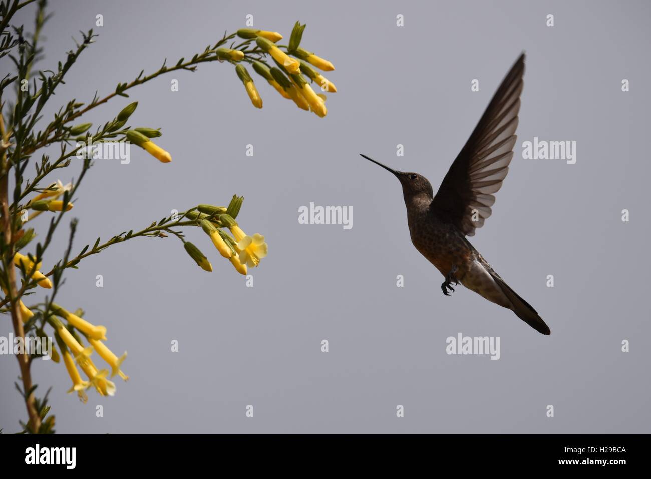 Colibri, Hummingbird, Fauna, Flora, Jungle, Rain Forest, Manu, Peru ...