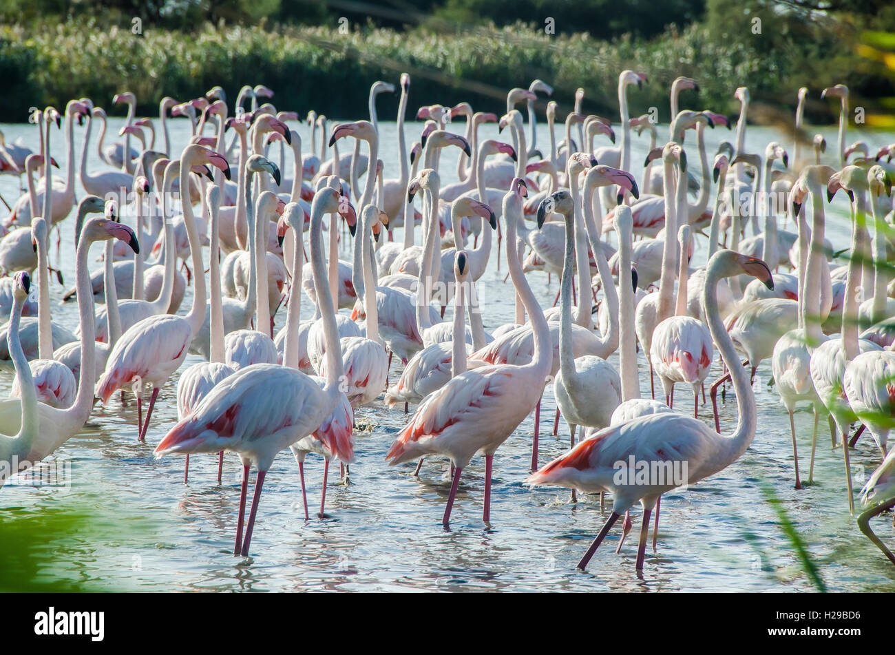 PONT DE GAU, CAMARGUE, FLAMANTS ROSES BDR FRANCE 13 Stock Photo - Alamy