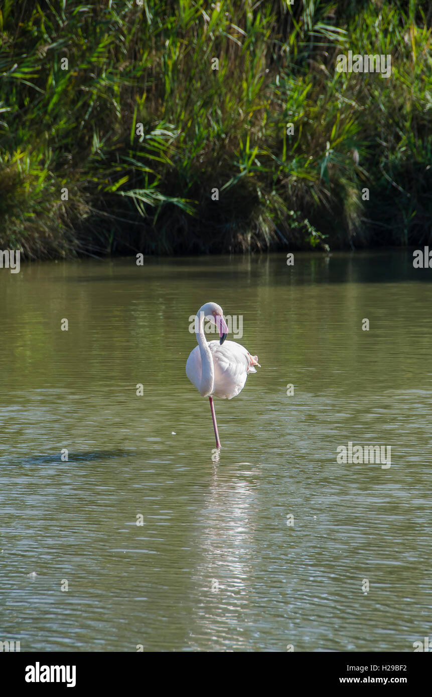 PONT DE GAU, CAMARGUE, FLAMANTS ROSES BDR FRANCE 13 Stock Photo - Alamy