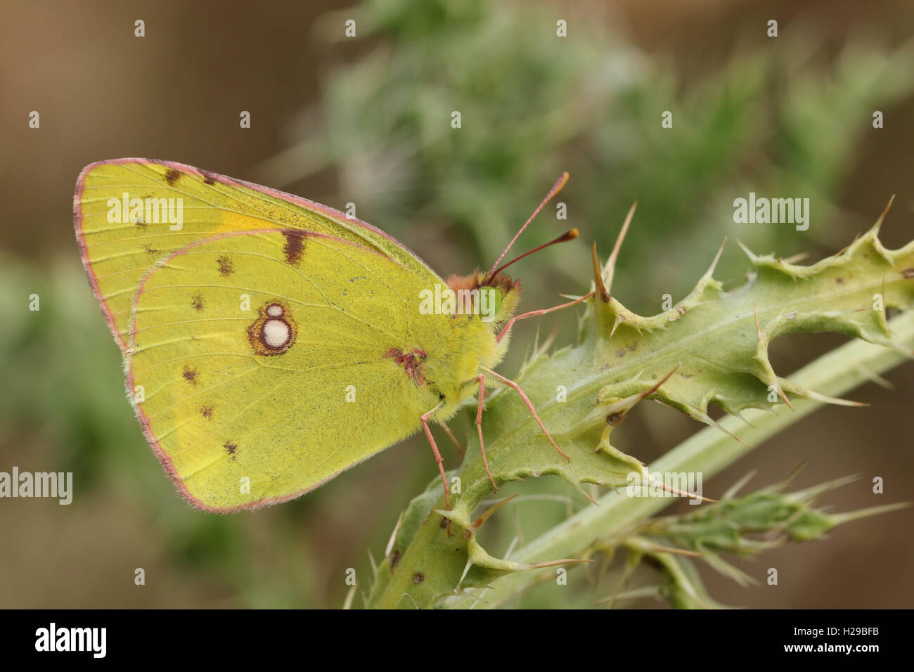 Clouded yellow butterfly uk hi-res stock photography and images - Alamy