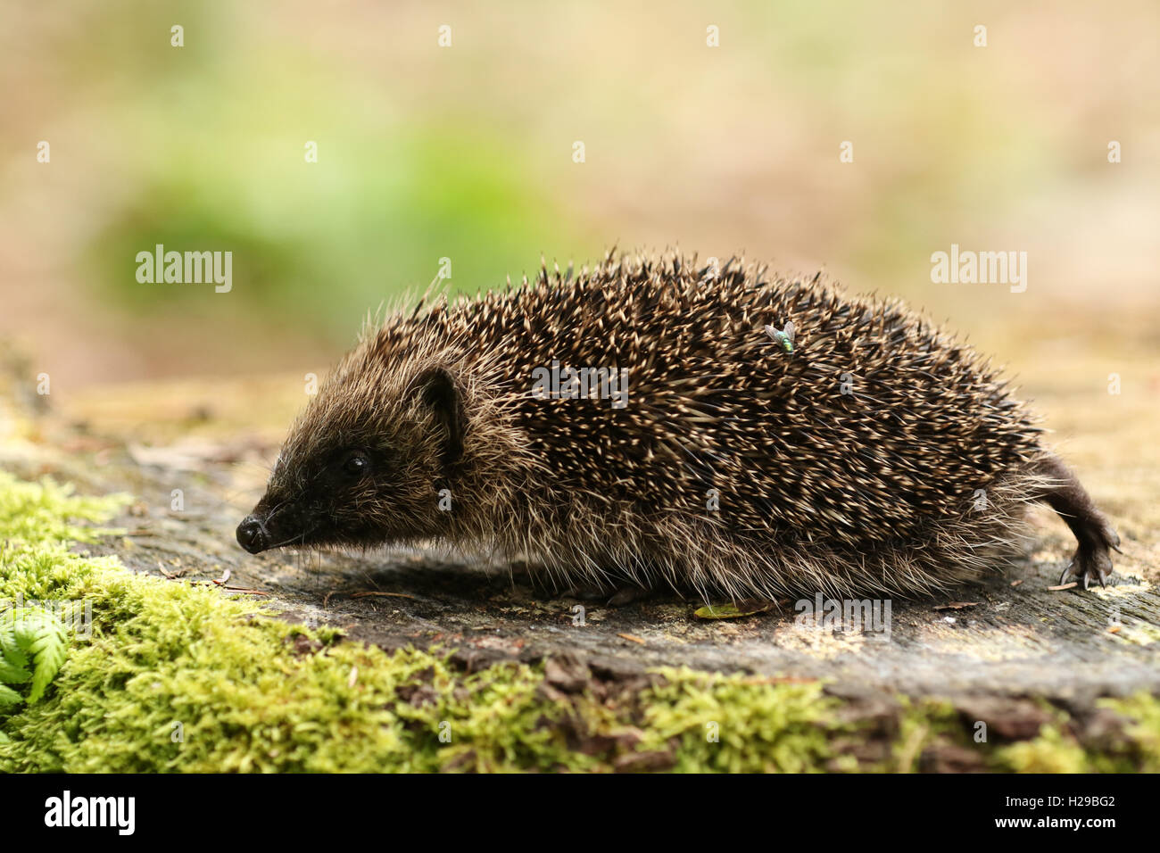 Erinaceidae hi-res stock photography and images - Alamy