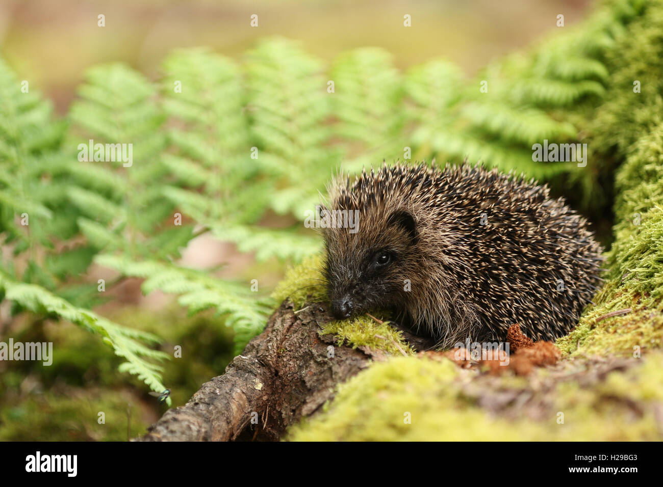 Hedgehog (Erinaceidae) hunting for food Stock Photo - Alamy